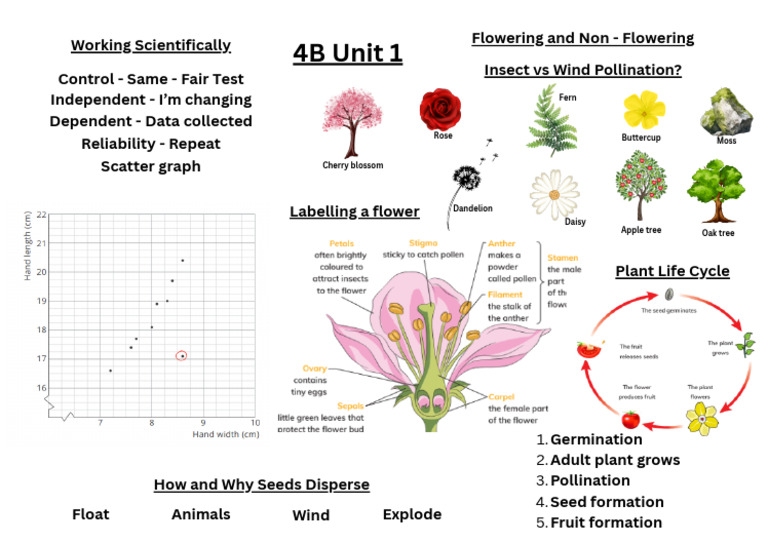 Plant Life Cycle and Pollination Guide | PDF