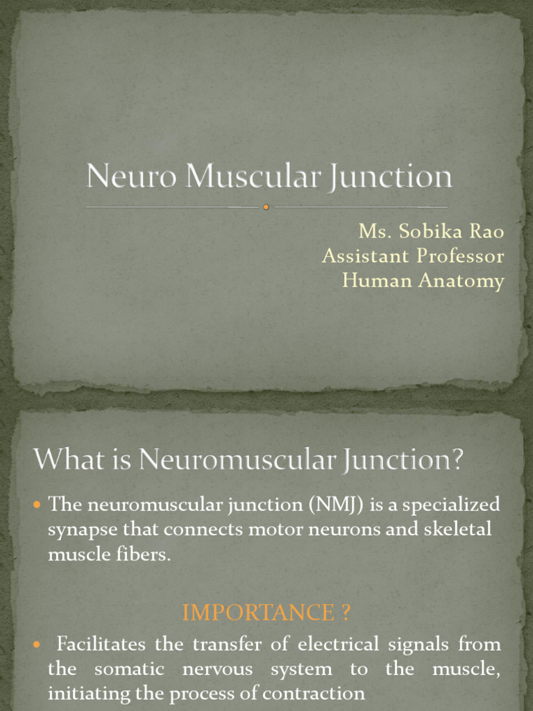 Understanding Neuromuscular Junction Function | PDF