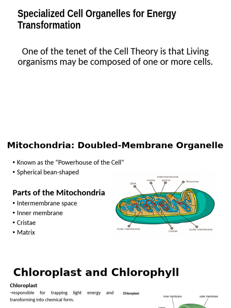 Mitochondria and Chloroplast | PDF