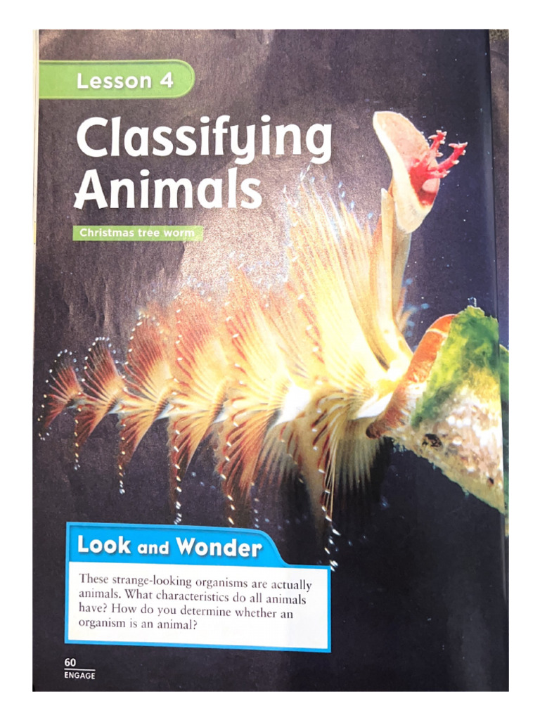 5th Grade Chapter 1 Lesson 4 Classifying Animals | PDF