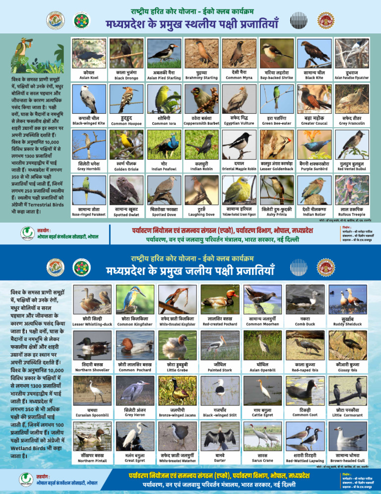 Birds of MP | PDF