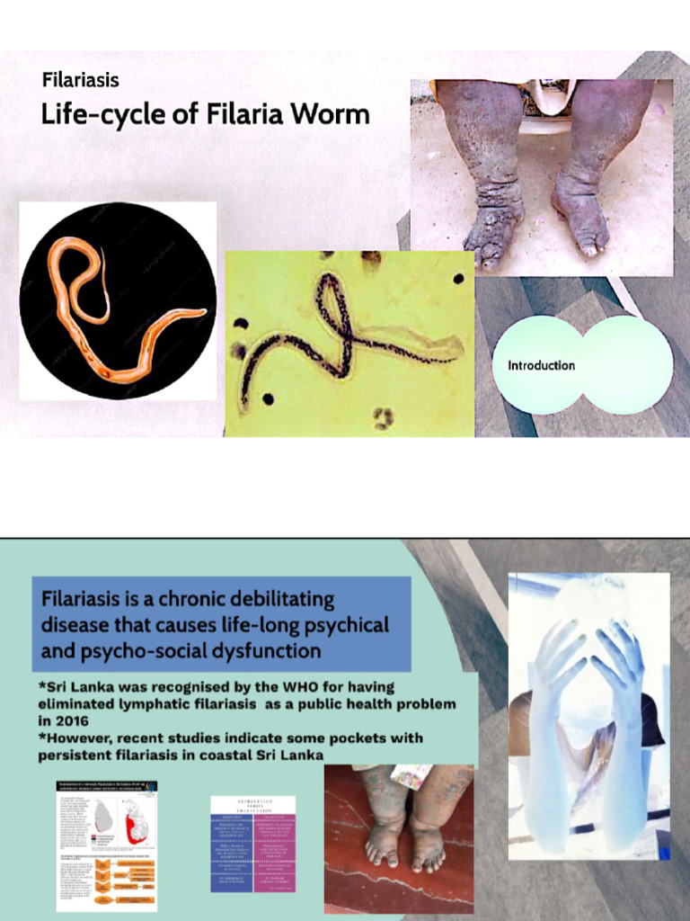 Life Cycle of Filarial Worm | PDF