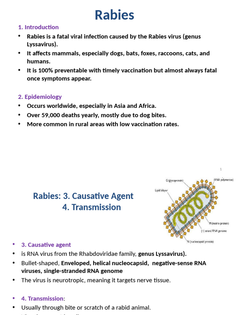 Understanding Rabies: Causes, Symptoms, and Prevention | PDF | Rabies ...