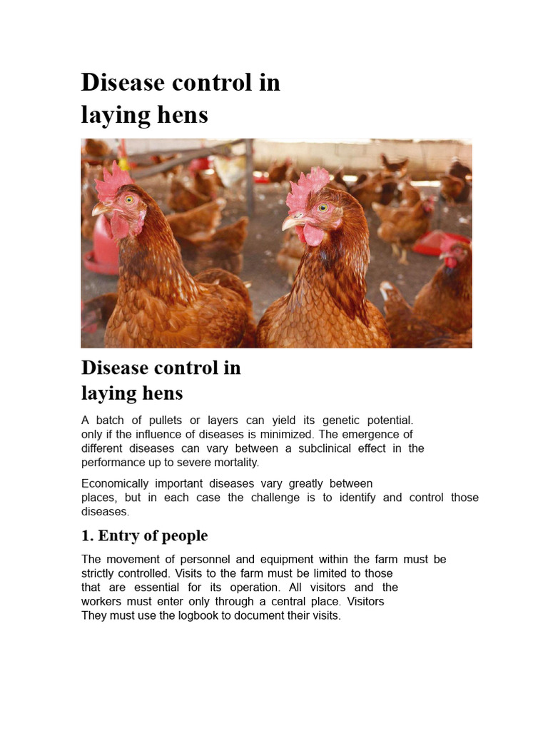 Disease Control in Laying Hens | PDF | Vaccines | Animal Diseases