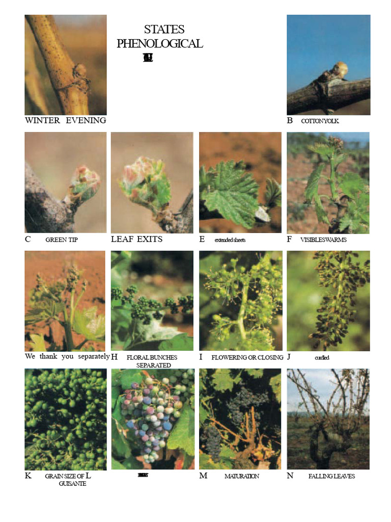 Phenological States of Vine | PDF