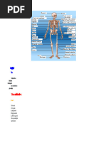 Complete List of 206 Human Bones | PDF | Vertebra | Toe