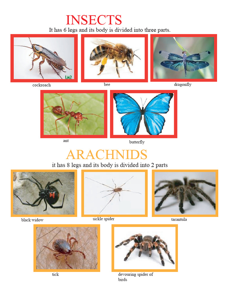 Insect Album | PDF