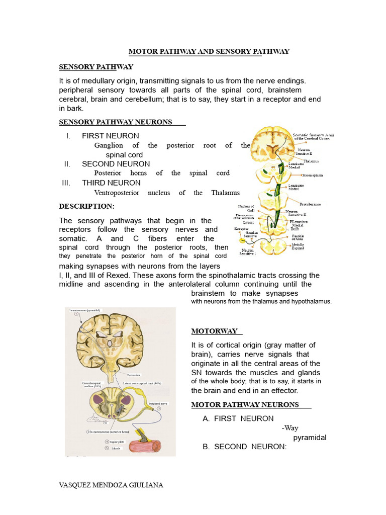 Motor Pathway and Sensory Pathway | PDF