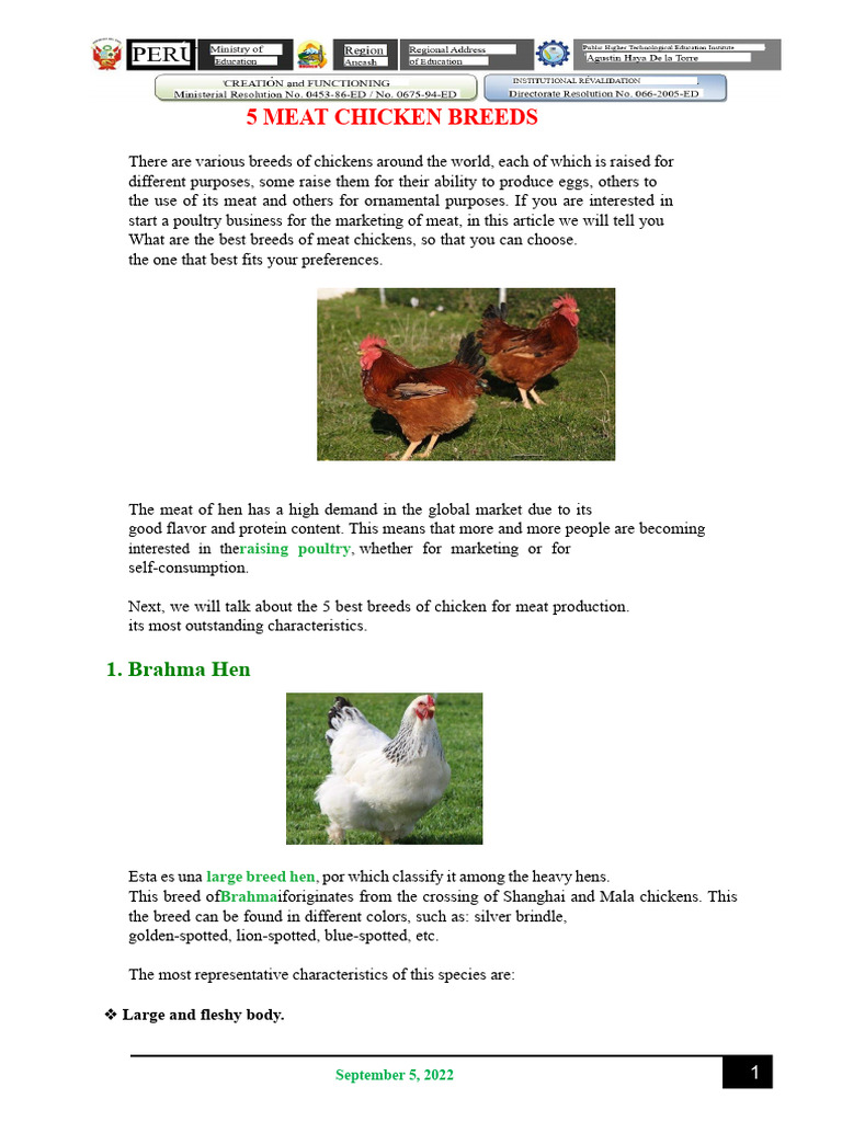 Top 5 Meat Chicken Breeds Explained | PDF | Chicken | Poultry