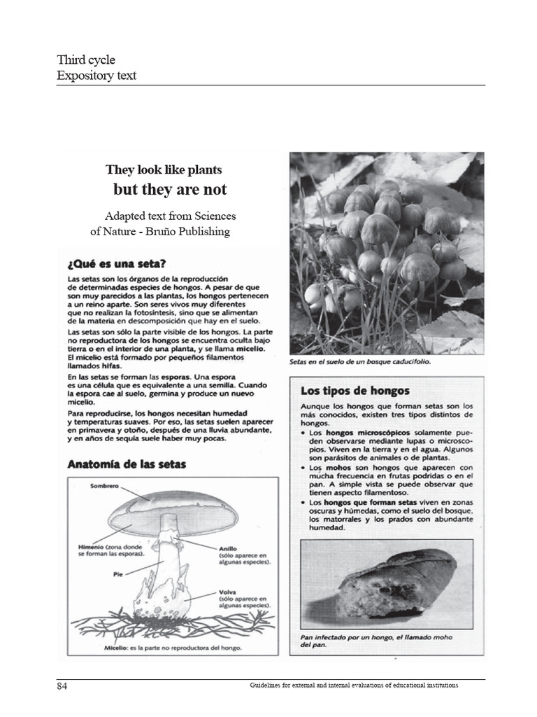 Reading Comprehension The Fungi | PDF | Mushroom | Edible Mushroom