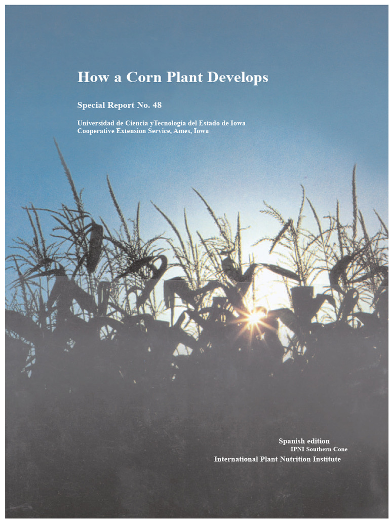 Understanding Corn Plant Development | PDF | Root | Sowing