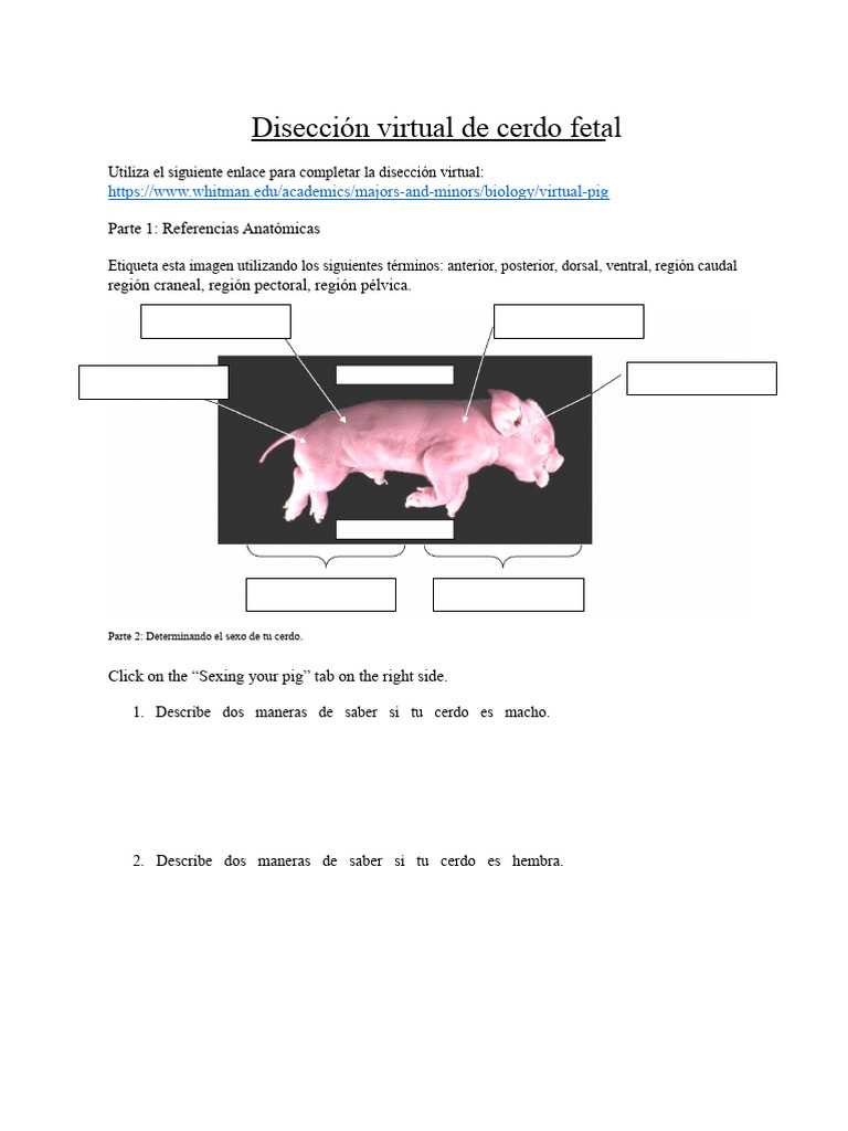 Disección Virtual de Cerdo Fetal | PDF | Páncreas | Sistema digestivo ...
