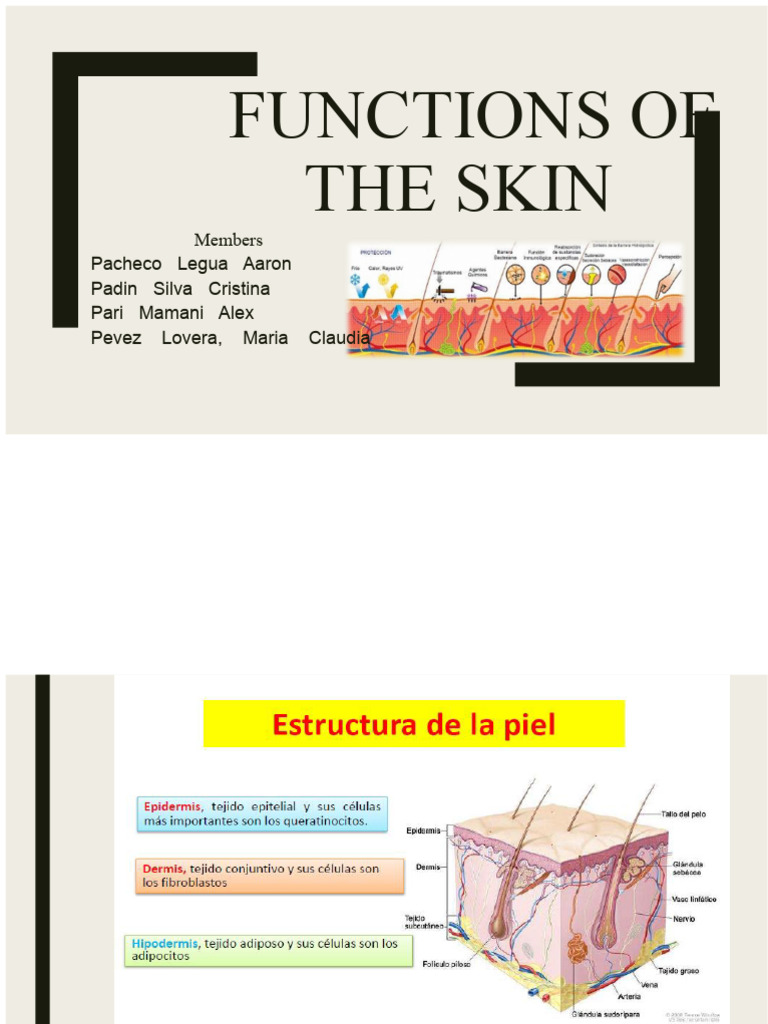 Functions of the Skin FINAL | PDF | Skin | Animal Anatomy