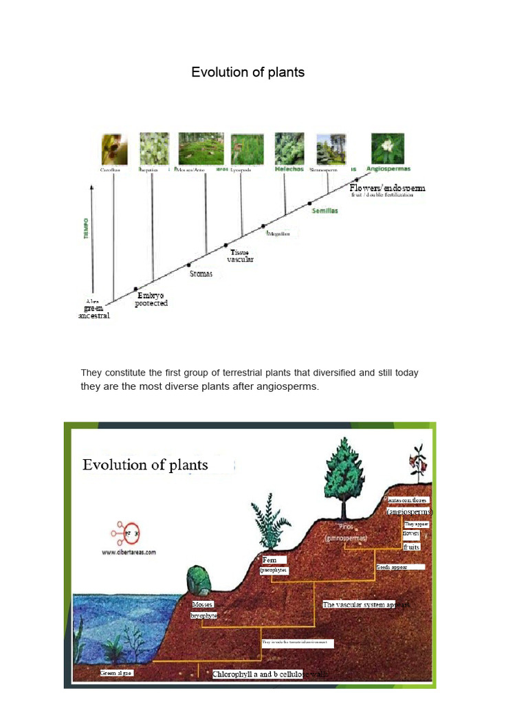 Evolution of Plants | PDF