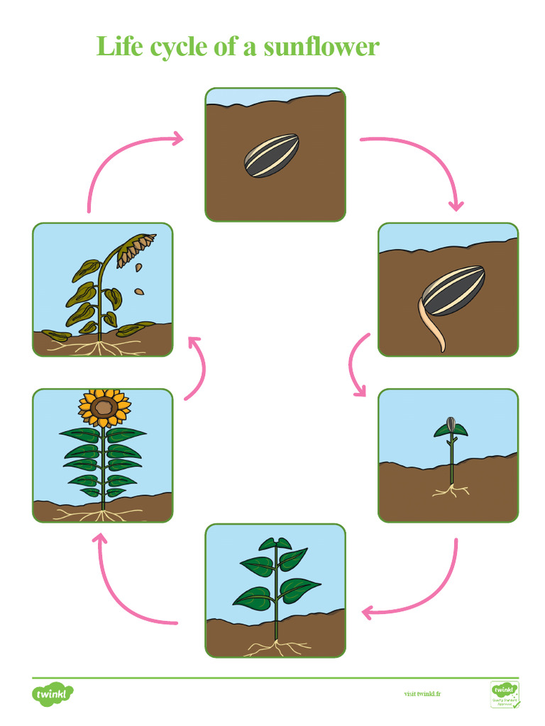 life cycle of a sunflower | PDF