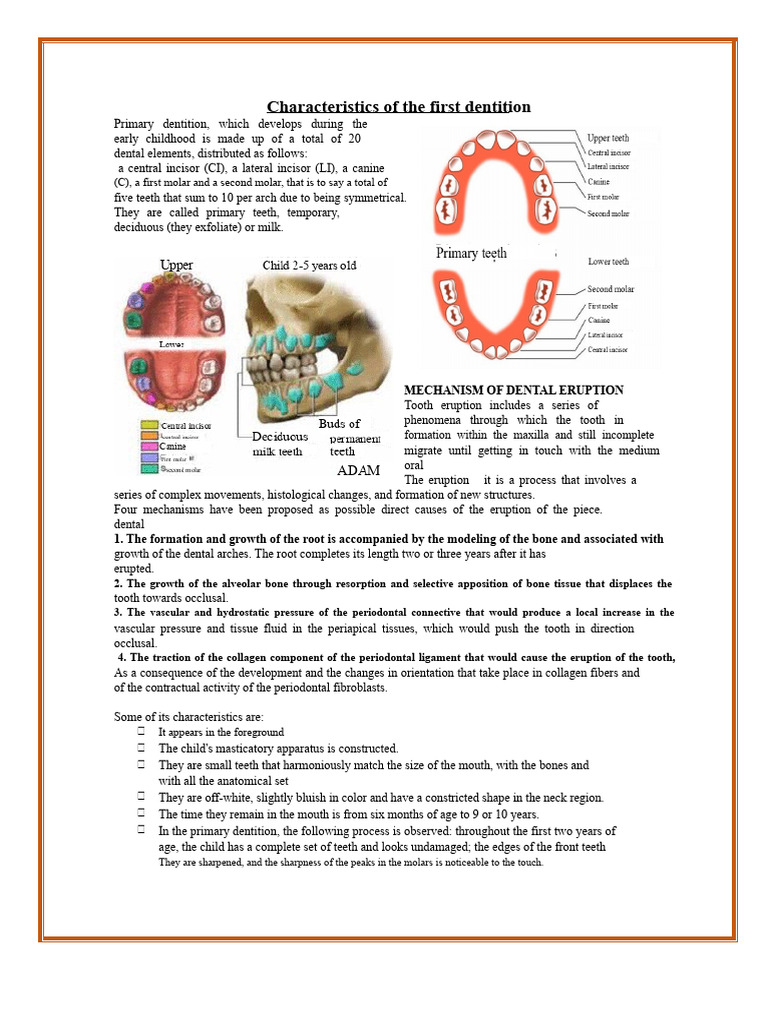 Characteristics of the temporary dentition | PDF | Dental Anatomy | Tooth