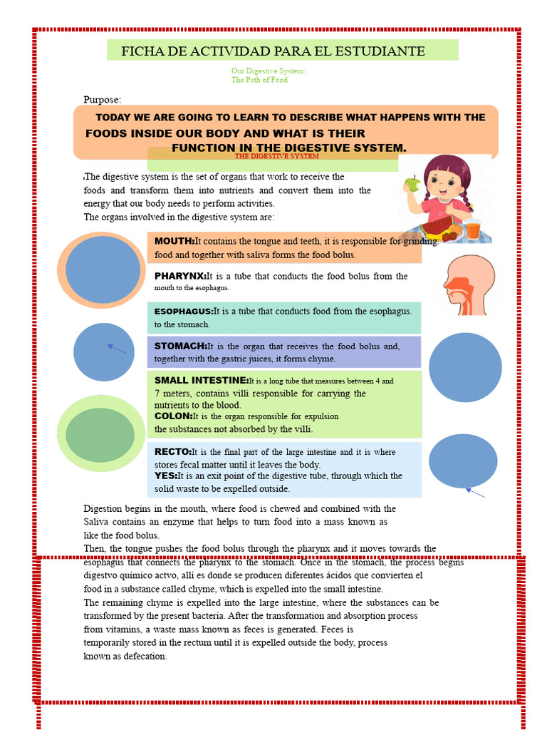 digestive system chart | PDF | Digestion | Human Digestive System