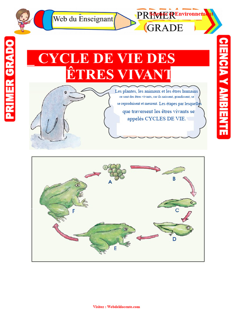Cycle de Vie des Êtres Vivants | PDF