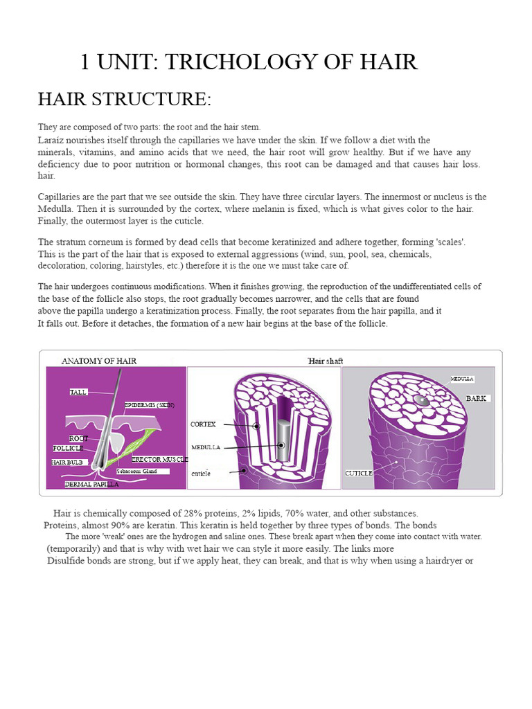 Understanding Hair Structure and Growth | PDF | Hair Loss | Hair