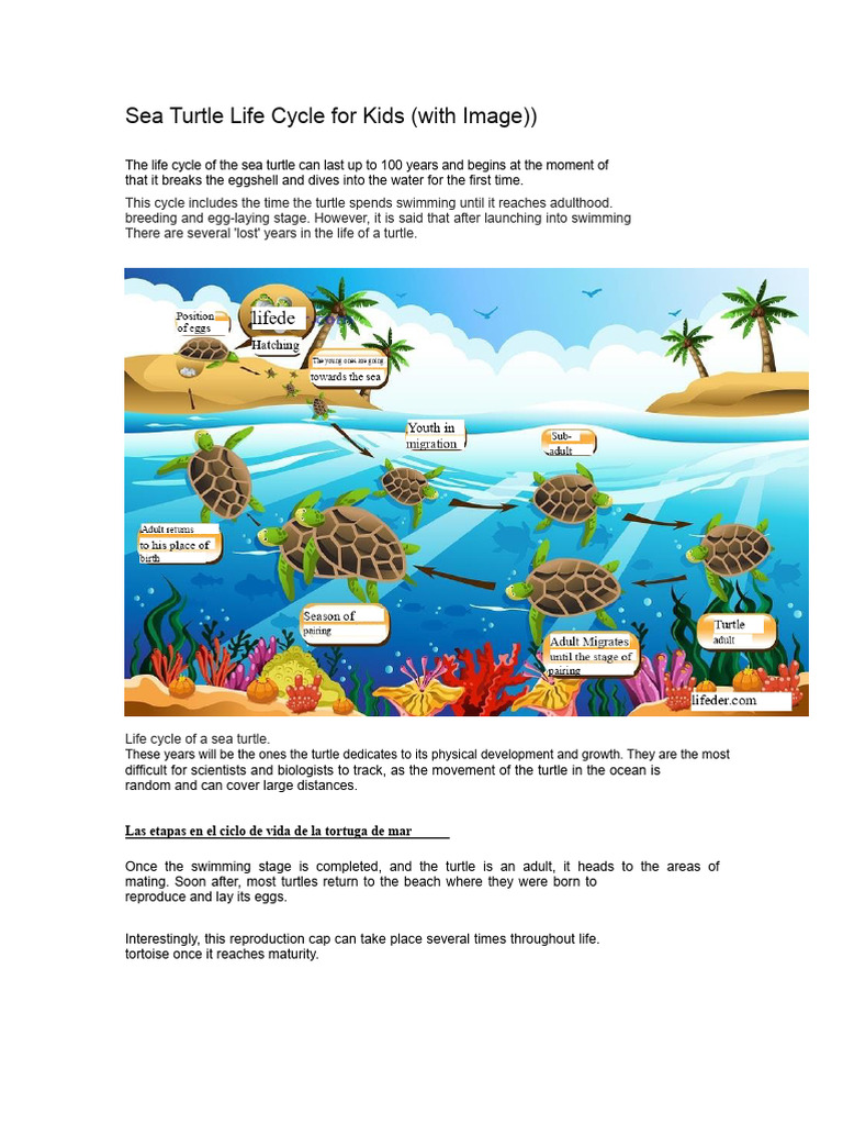 Life Cycle of the Sea Turtle for Kids | PDF | Turtle | Sea Turtle