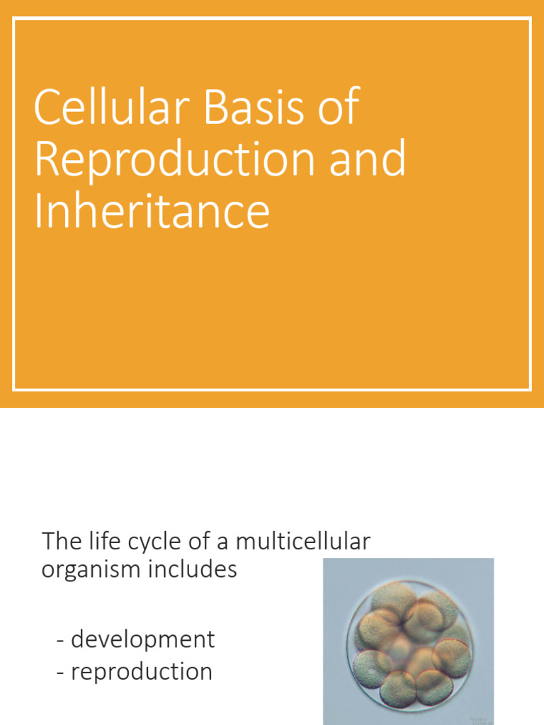 L20+Cellular+Basis+of+Reproduction+and+Inheritance+Week+31 | PDF ...
