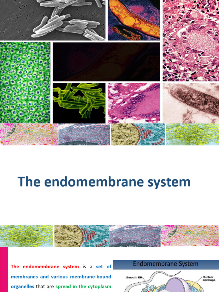 Endomembrane System 251223 141938 | PDF | Endoplasmic Reticulum ...