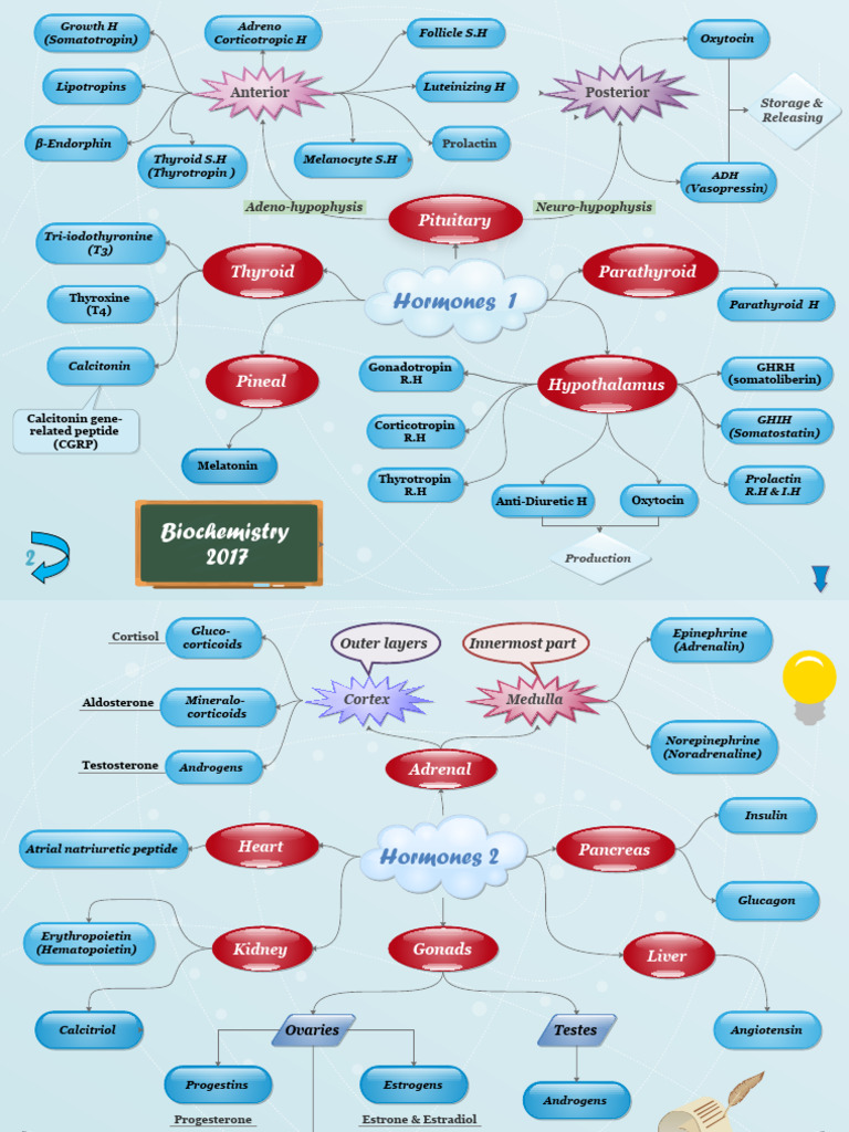Hormones Mind Map | PDF | Gonadotropin | Animal Anatomy