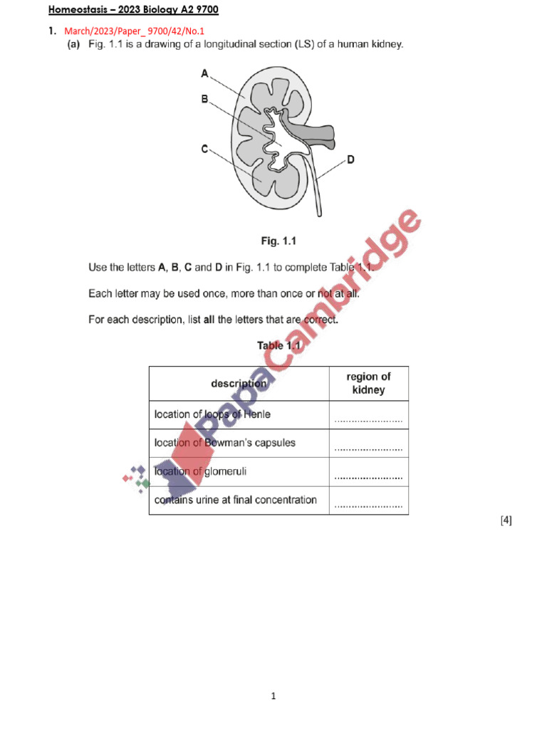 2023 Homeostasis Biology A2 9700 | PDF