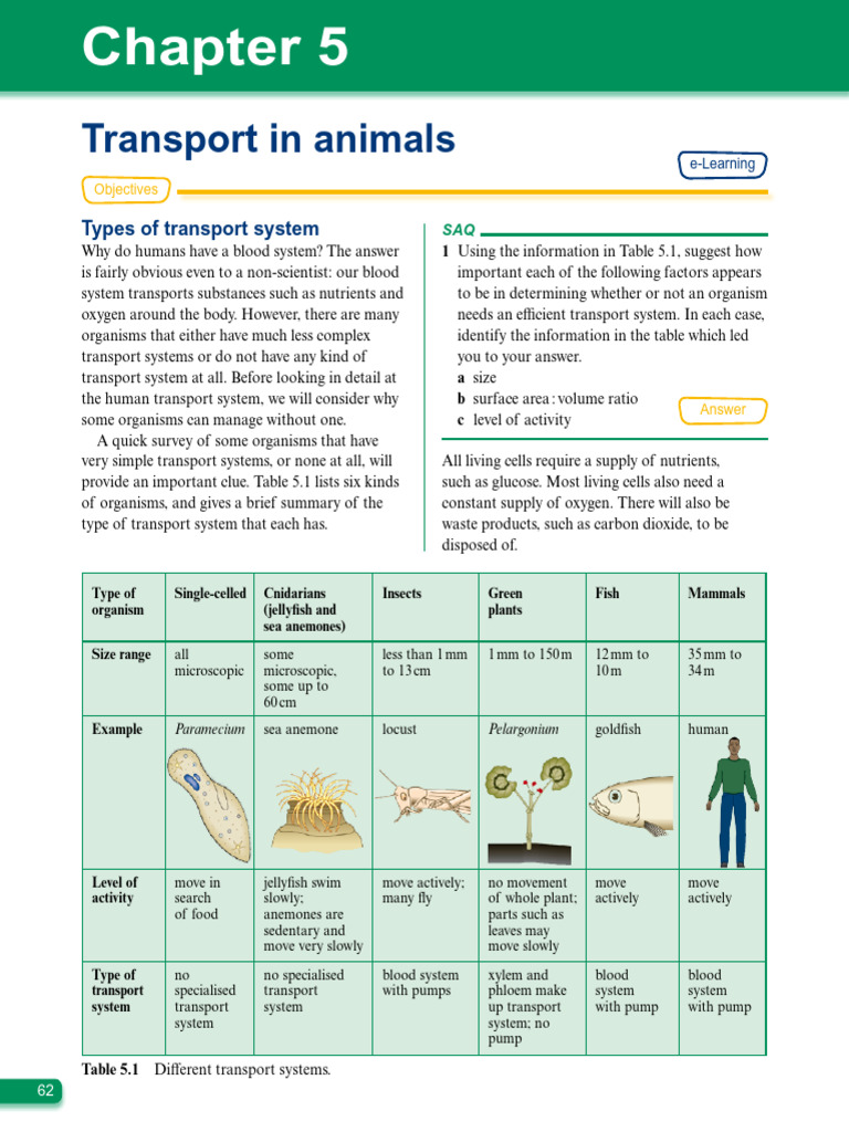 Biology Transport in Animals Notes | PDF | Heart Valve | Ventricle (Heart)