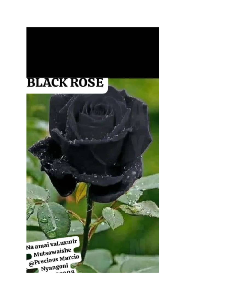 Black Rose-free | PDF