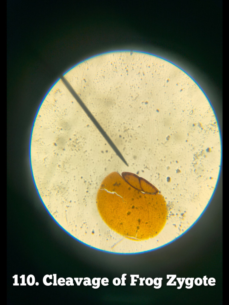 Embryology Slides | PDF