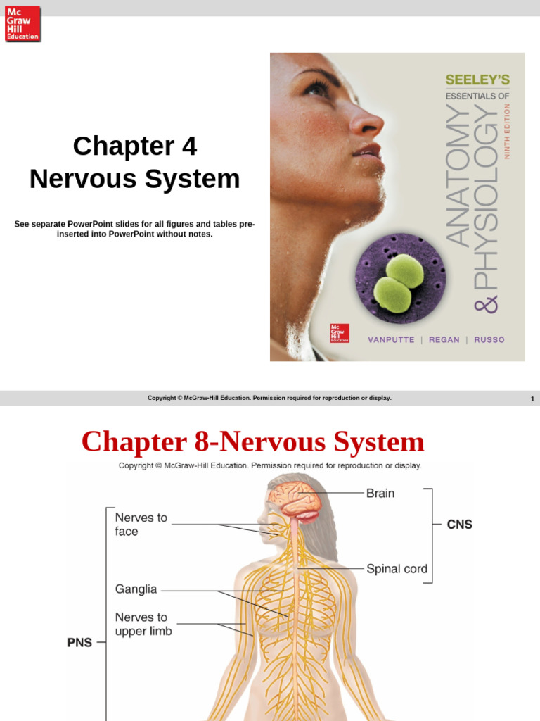 Week 4 Part 1 Nervous System 1 | PDF | Chemical Synapse | Spinal Cord