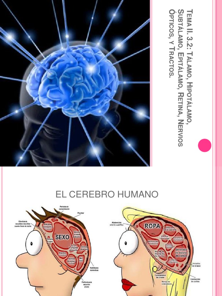 Tálamo, Hipotálamo, Subtálamo, Epitálamo,Retina, Nervios Opticos y Tractos.