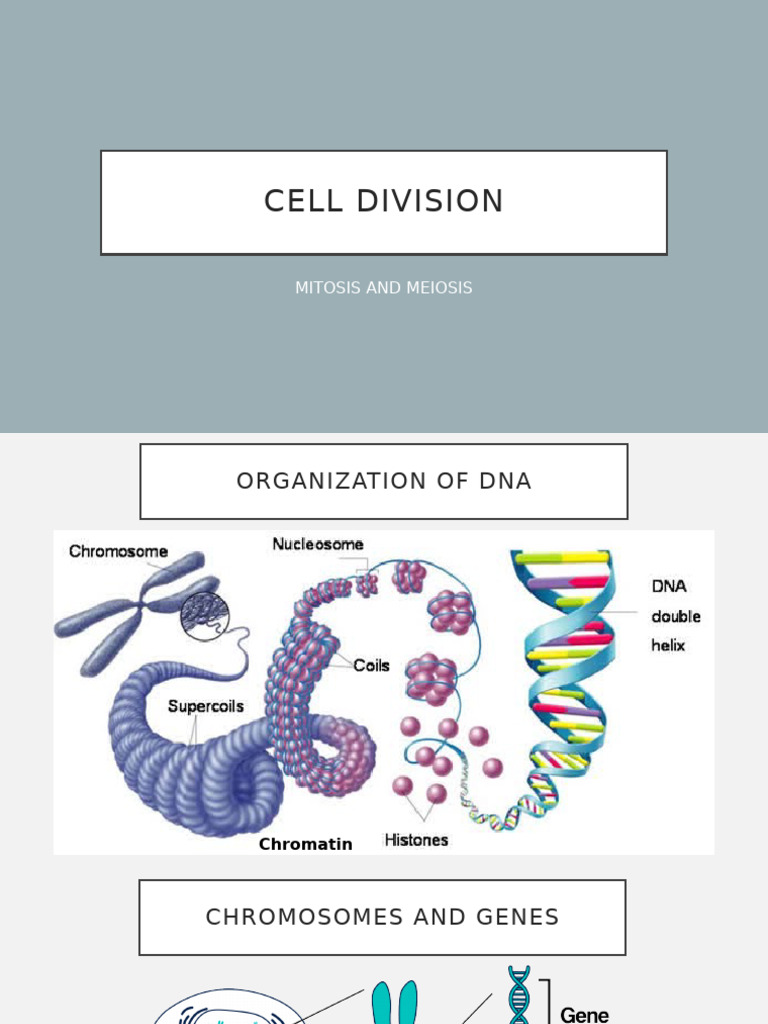 Cell Division | PDF | Meiosis | Mitosis