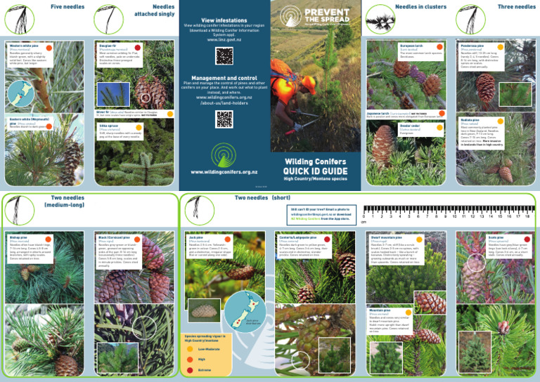 Wilding Conifer Quick Id Guide6 | PDF | Pine | Douglas Fir
