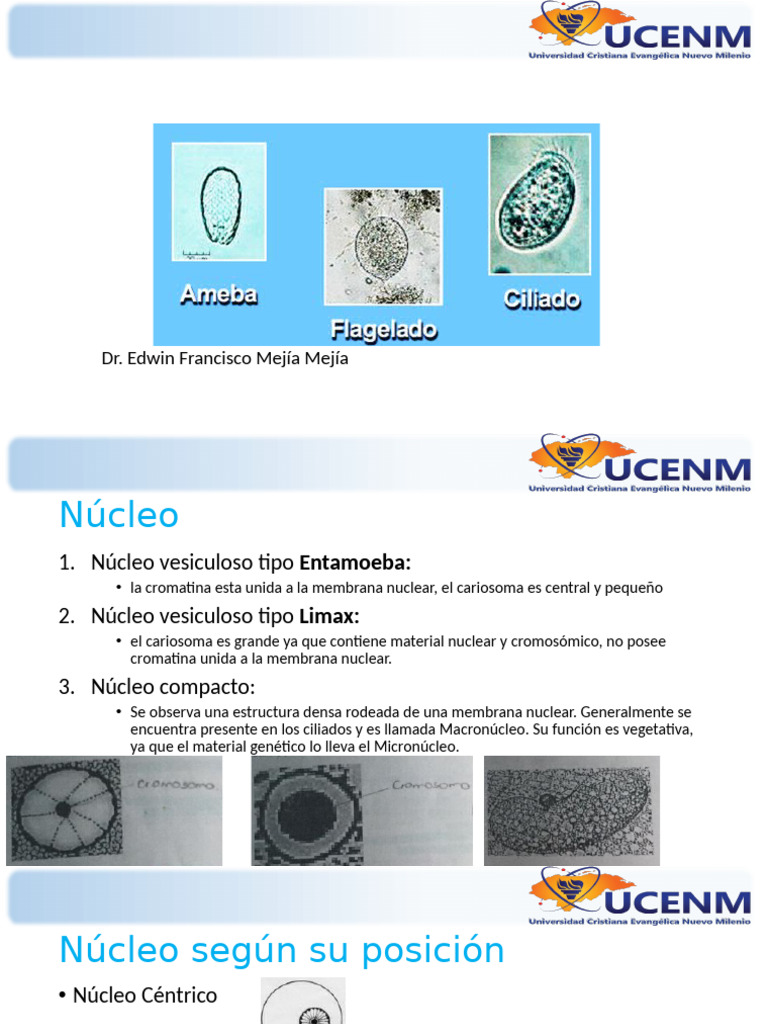 Tipos de Núcleos en Protozoos y Amebas | PDF | Biología