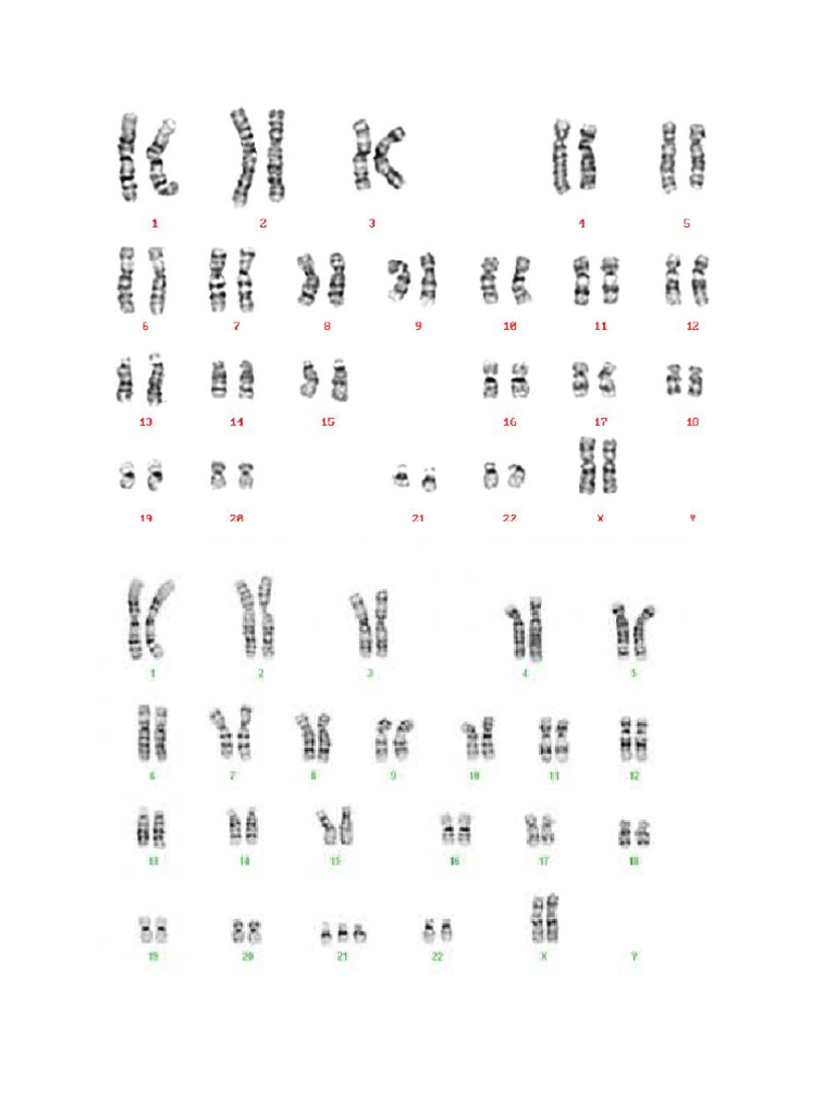 Karyotype+Exercise | PDF
