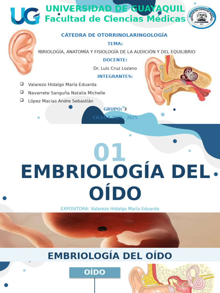 G3-Embriología, Anatomía y Fisiología de La Audición | PDF | Oído ...
