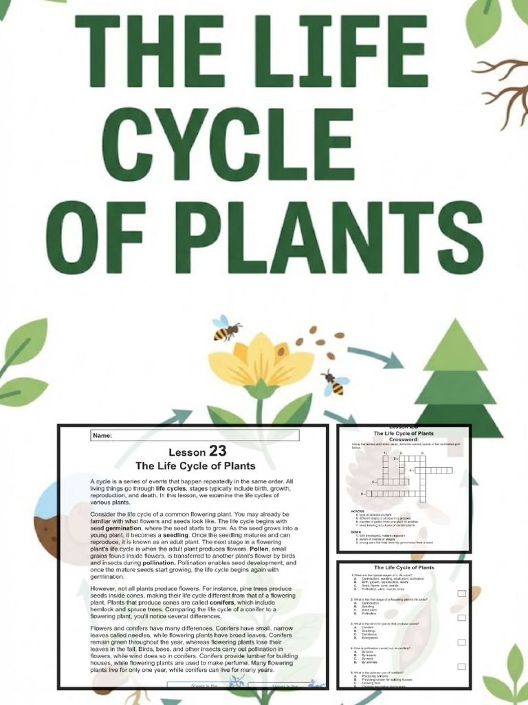 The Life Cycle of Plants Science Reading | PDF | Flowers | Seed