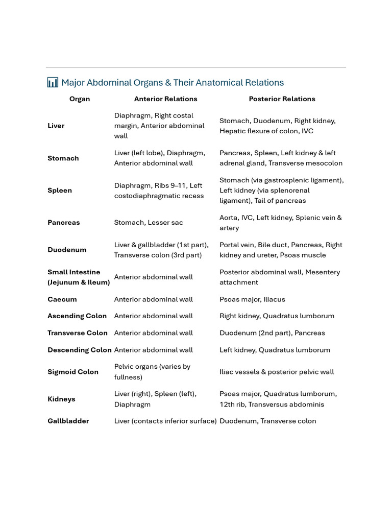 Abdominal Organs and Their Relations | PDF | Abdomen | Liver