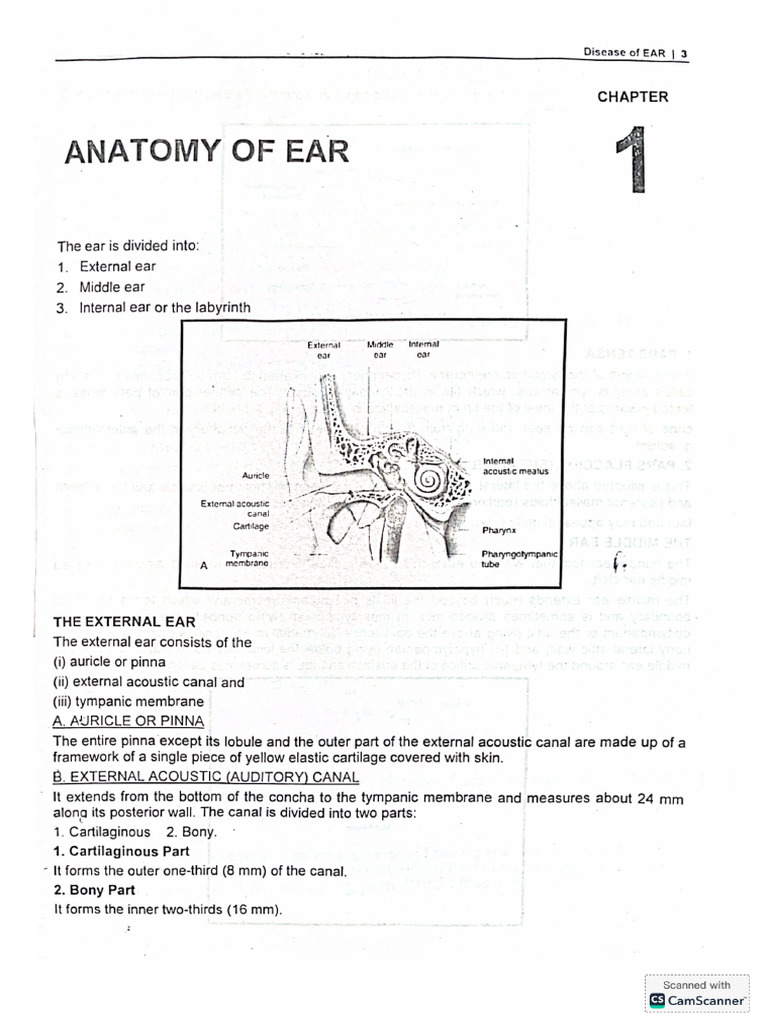 Ear ENT | PDF