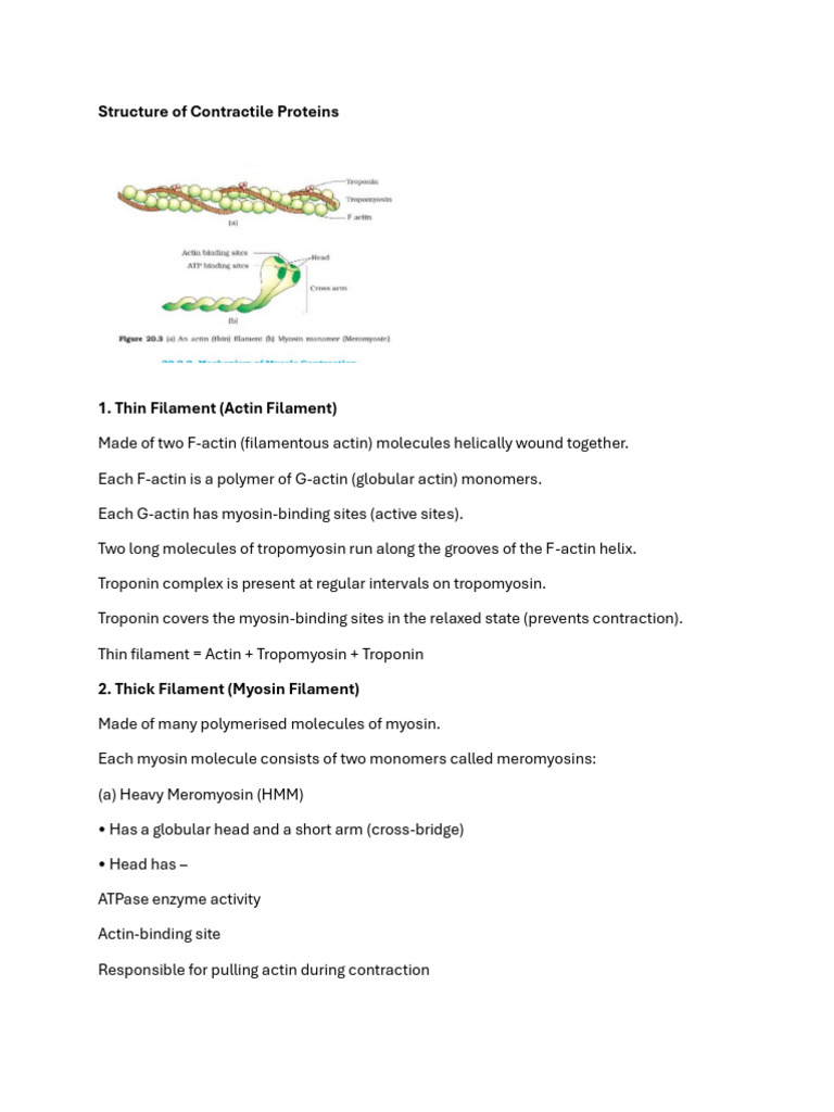 Structure of Contractile Proteins | PDF