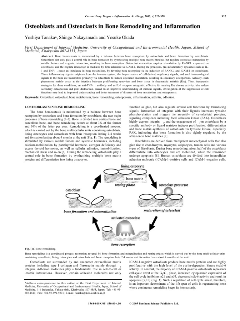 1.osteoblasts and Osteoclasts in Bone Remodeling and Inflammation | PDF ...