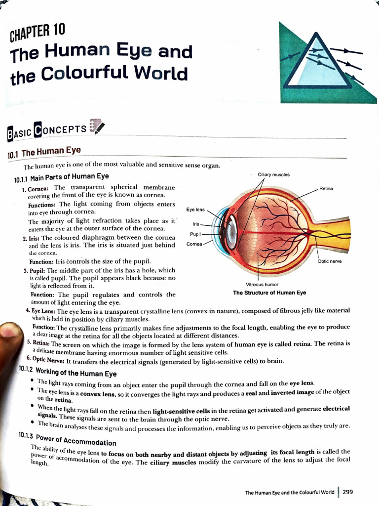 Understanding the Human Eye's Structure | PDF | Myopia | Eye