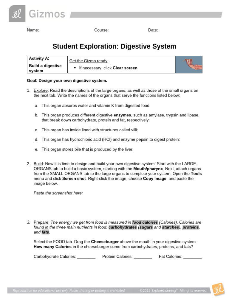 09a GIZMO Digestive System WS - Short | PDF | Digestion | Foods