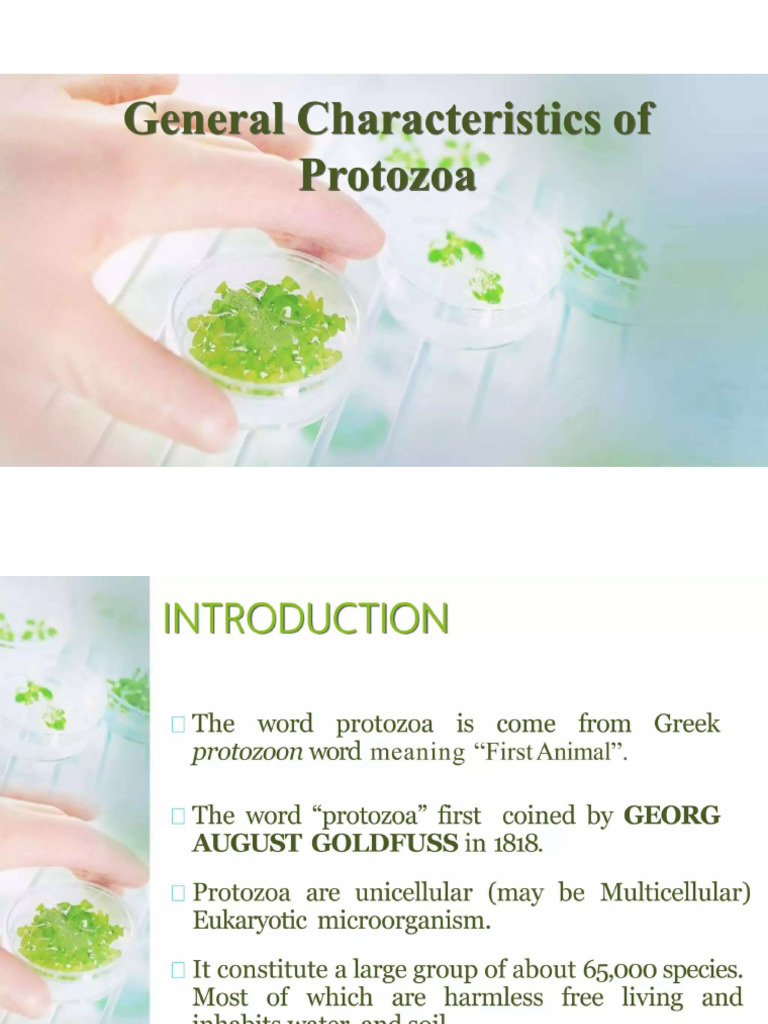 Lecture 3 - General Characteristics of Protozoa | PDF