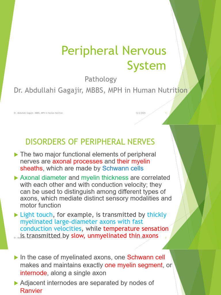 Pathology of Peripheral Nervous Systme | PDF | Myelin | Axon