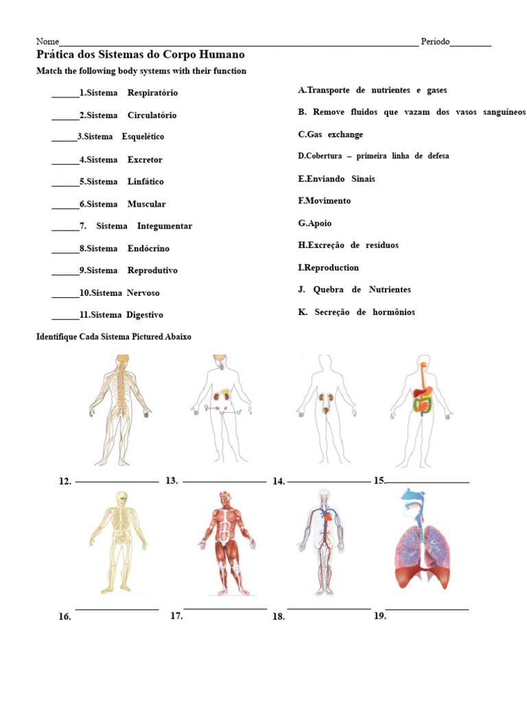 Funções dos Sistemas do Corpo Humano | PDF | Corpo humano | Sistema ...
