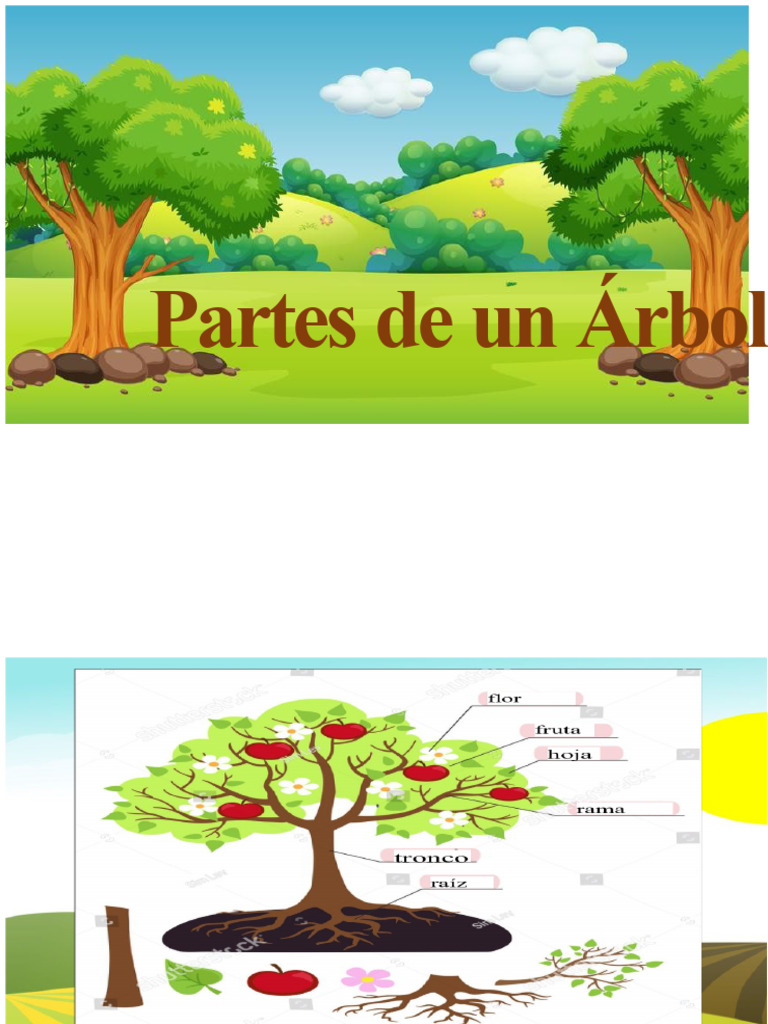 Partes Esenciales de un Árbol | PDF