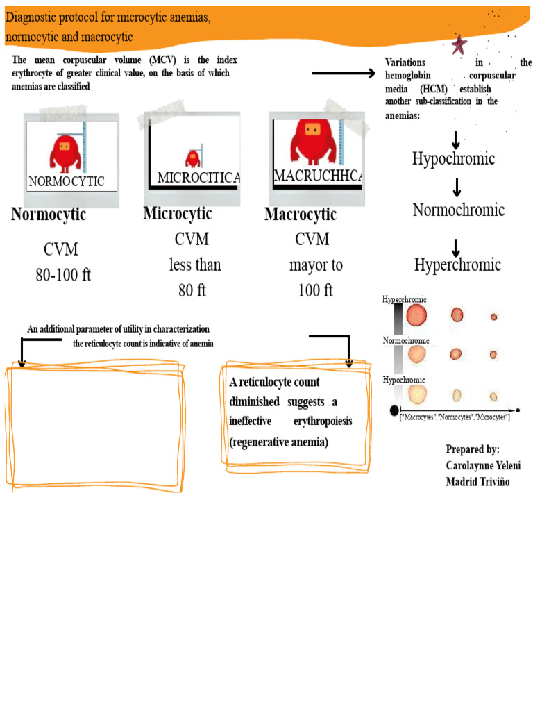 Diagnostic Protocol For Microcytic, Normocytic, and Macrocytic Anemias ...